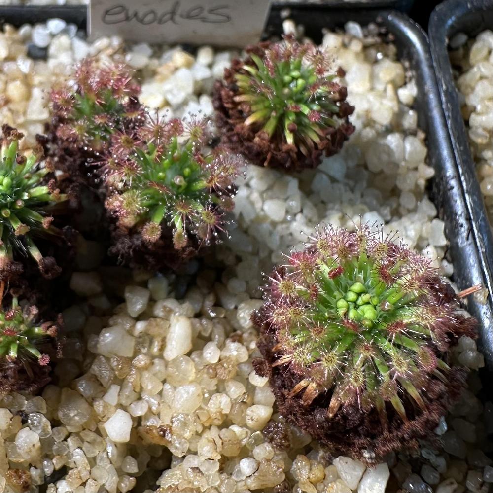 Pygmy Sundew (Drosera dichrosepala subsp. enodes) - Garden.org