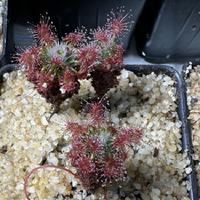 Photo of the entire plant of Pygmy Sundew (Drosera gibsonii) posted by ...