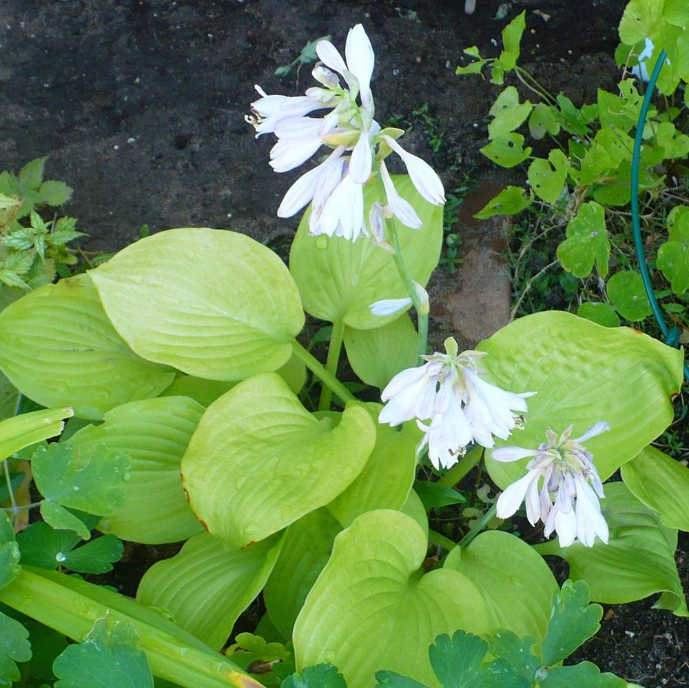 Photo of the bloom of Hosta 'August Moon' posted by HemNorth - Garden.org