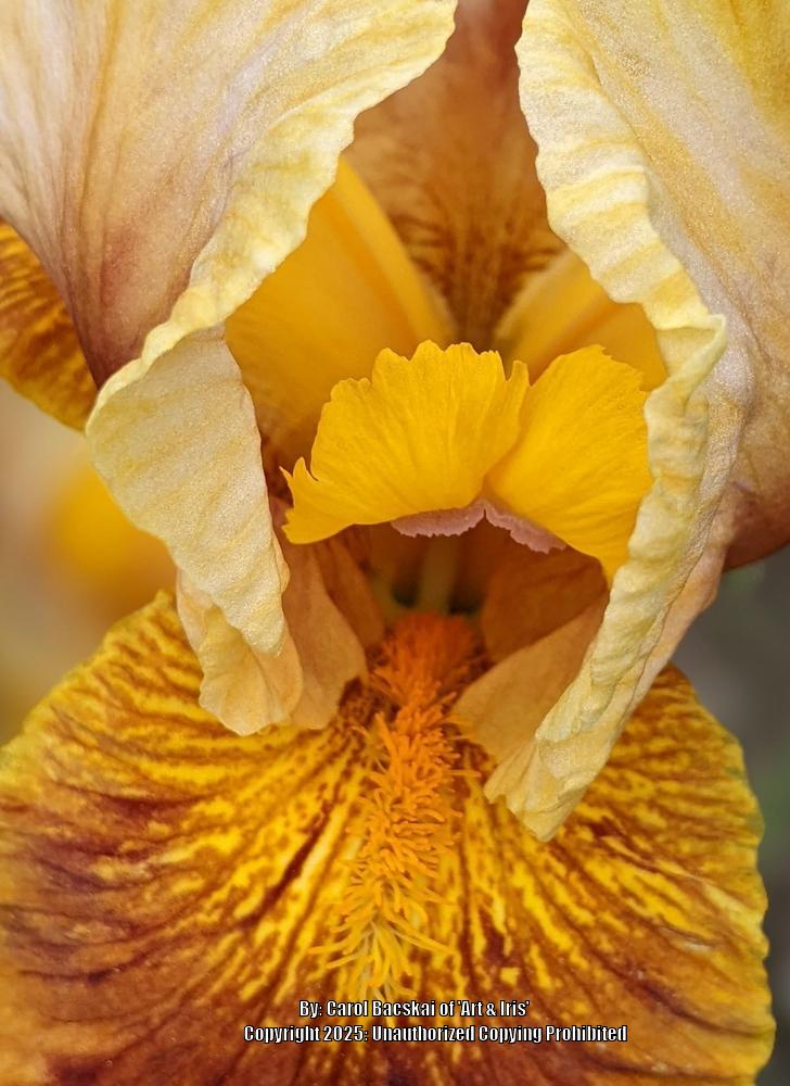 Photo of the stamens, filaments and pistils of Arilbred Iris (Iris ...