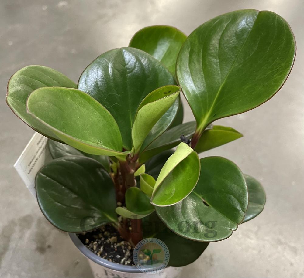 Photo of the seedling or young plant of Baby Rubber Plant (Peperomia ...