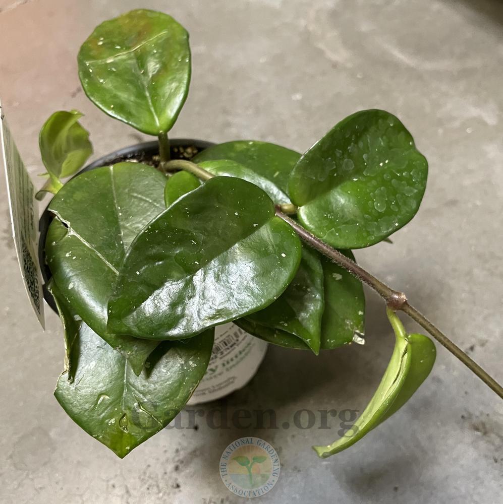 Wax Plant (Hoya carnosa Endless Cascades™ Freckled Splash) in the Hoyas ...