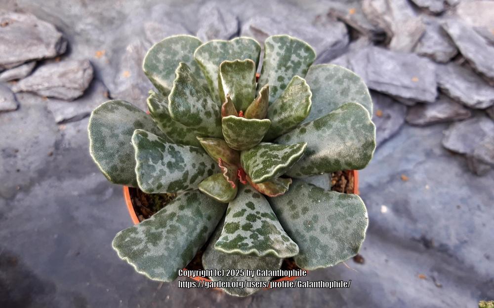 Plover Eggs Plant (Adromischus cooperi) - Garden.org
