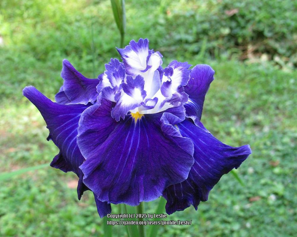 Japanese Iris (Iris ensata 'Artesian Spring') in the Irises Database ...