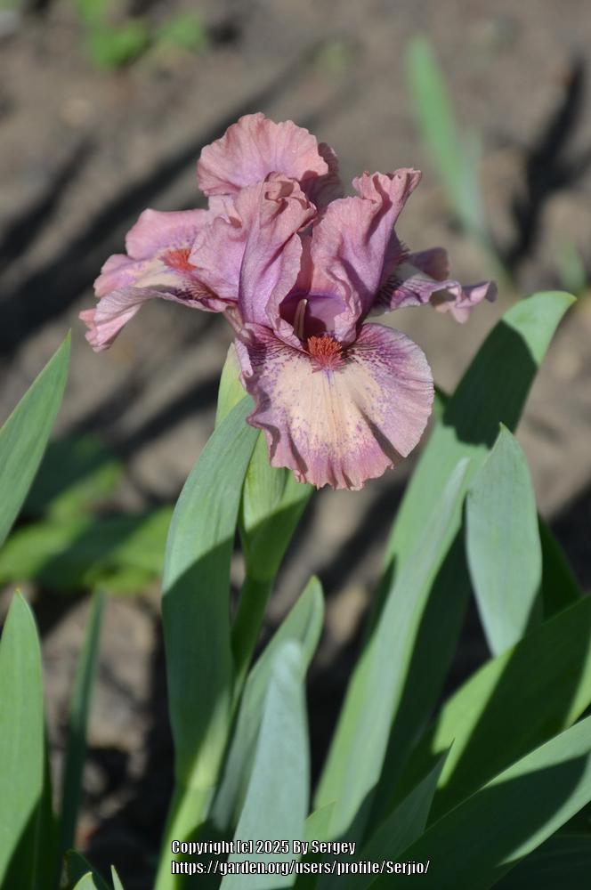 Photo of the bloom of Standard Dwarf Bearded Iris (Iris 'Raspberry Ice ...