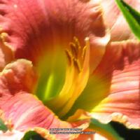Photo of the stamens, filaments and pistils of Daylily (Hemerocallis ...