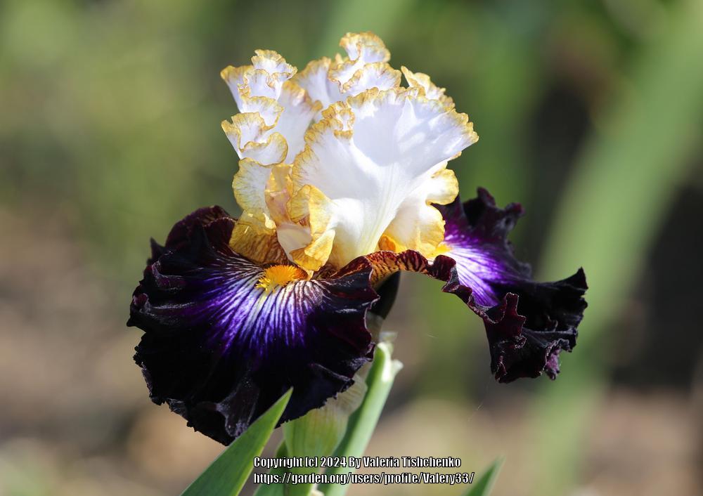 Tall Bearded Iris (Iris 'Reckless Child') in the Irises Database - Garden.org