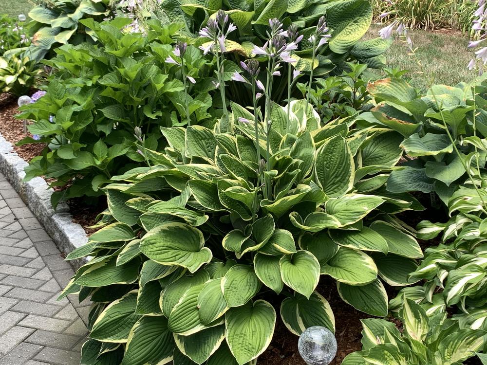 Hosta 'Grand Master' in the Hostas Database - Garden.org