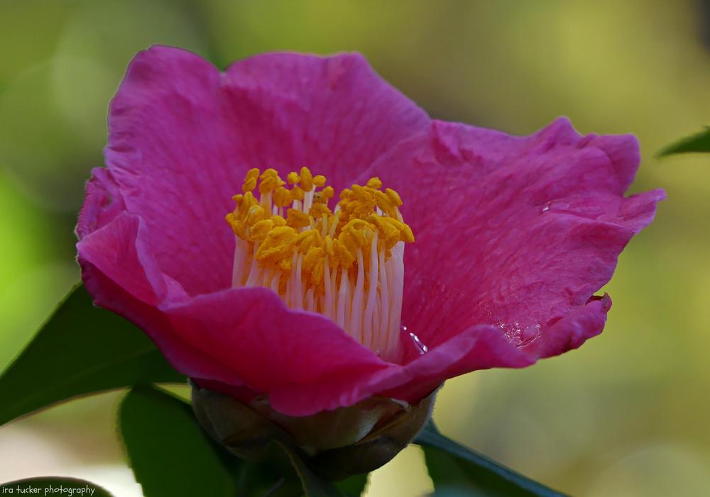 Photo of the bloom of Camellia (Camellia japonica Ice Angels® Spring's ...