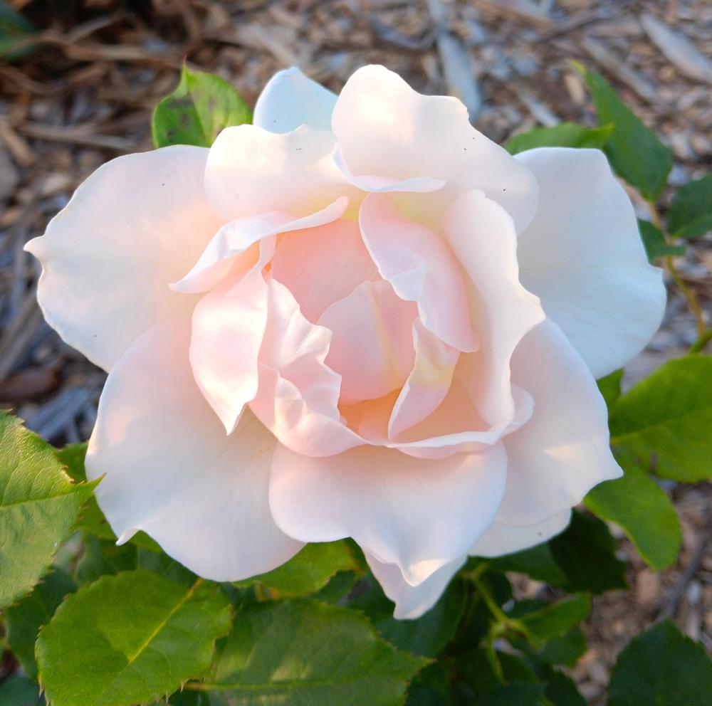 Photo of the bloom of Rose (Rosa 'Moonbeam') posted by LolaTasmania ...