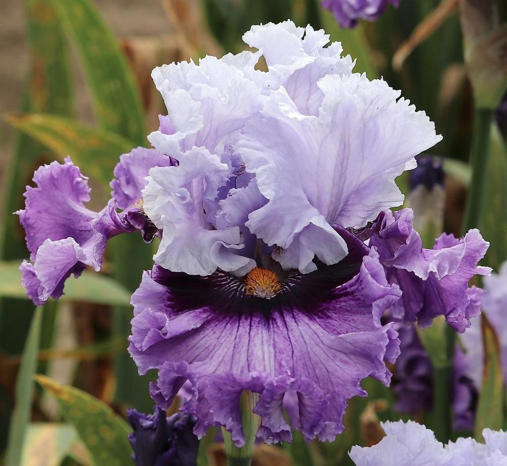 Iris color genetics --- I have questions in the Irises forum - Garden.org