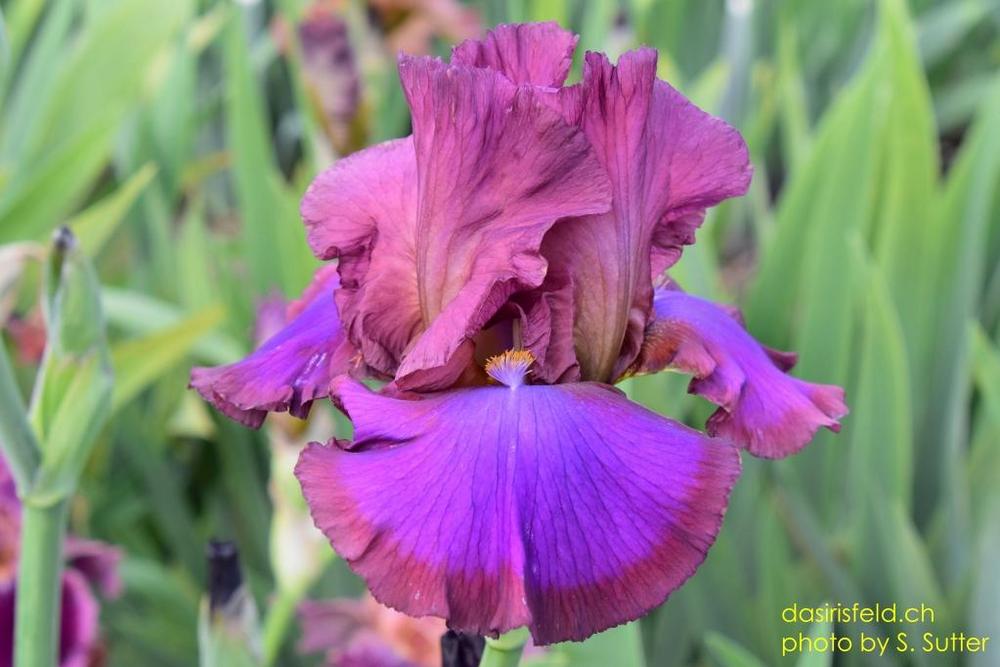 Photo of the bloom of Tall Bearded Iris (Iris 'Bronze Peacock') posted ...