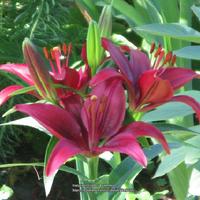 Photo of the bloom of Lily (Lilium Lily Looks™ Tiny Ghost) posted by ...