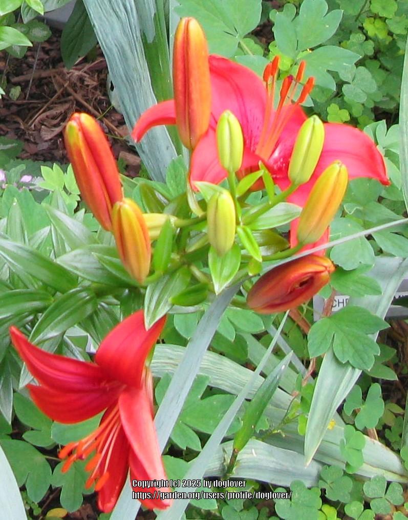 Photo of the bloom of Lily (Lilium 'Tiny Hope') posted by doglover ...