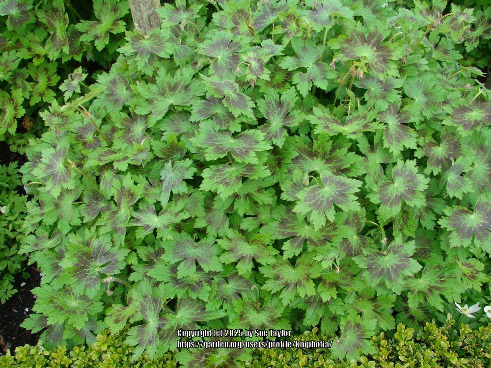 Photo of the leaves of Dusky Cranesbill (Geranium phaeum 'Samobor ...