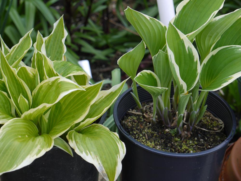 Hosta alphabet F in the Hostas forum - Garden.org