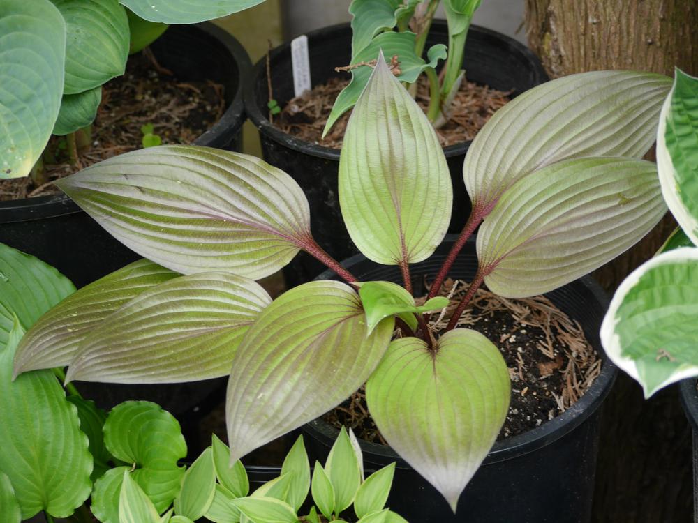 Hosta alphabet F in the Hostas forum - Garden.org