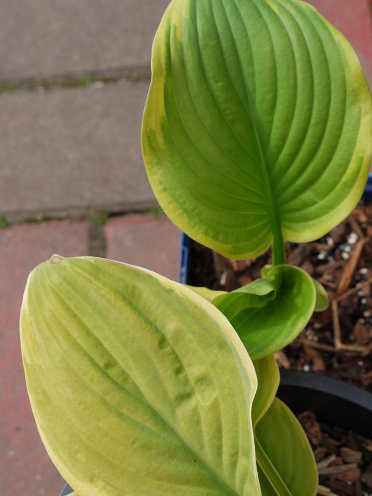 Hosta alphabet F in the Hostas forum - Garden.org