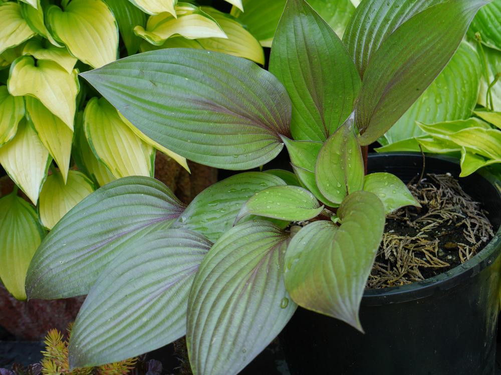 Hosta alphabet F in the Hostas forum - Garden.org