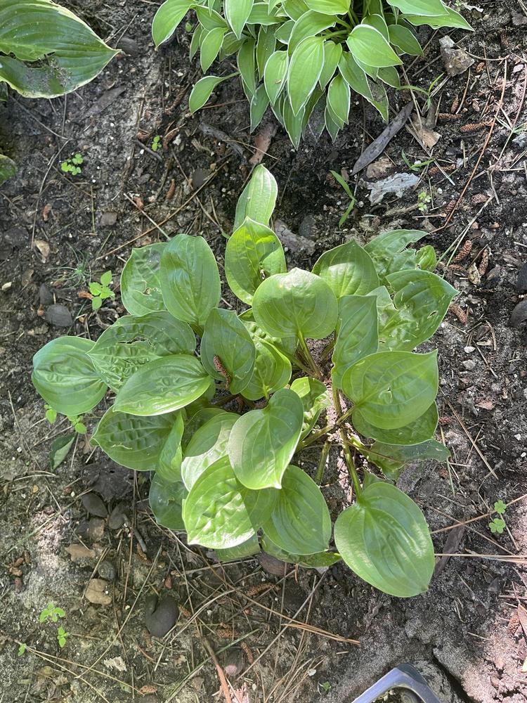 Hosta alphabet F in the Hostas forum - Garden.org