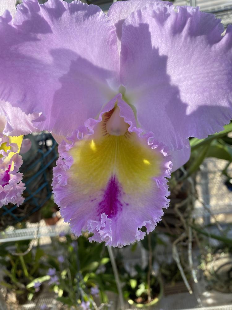 Photo of the closeup of buds, sepals and receptacles of Orchid ...