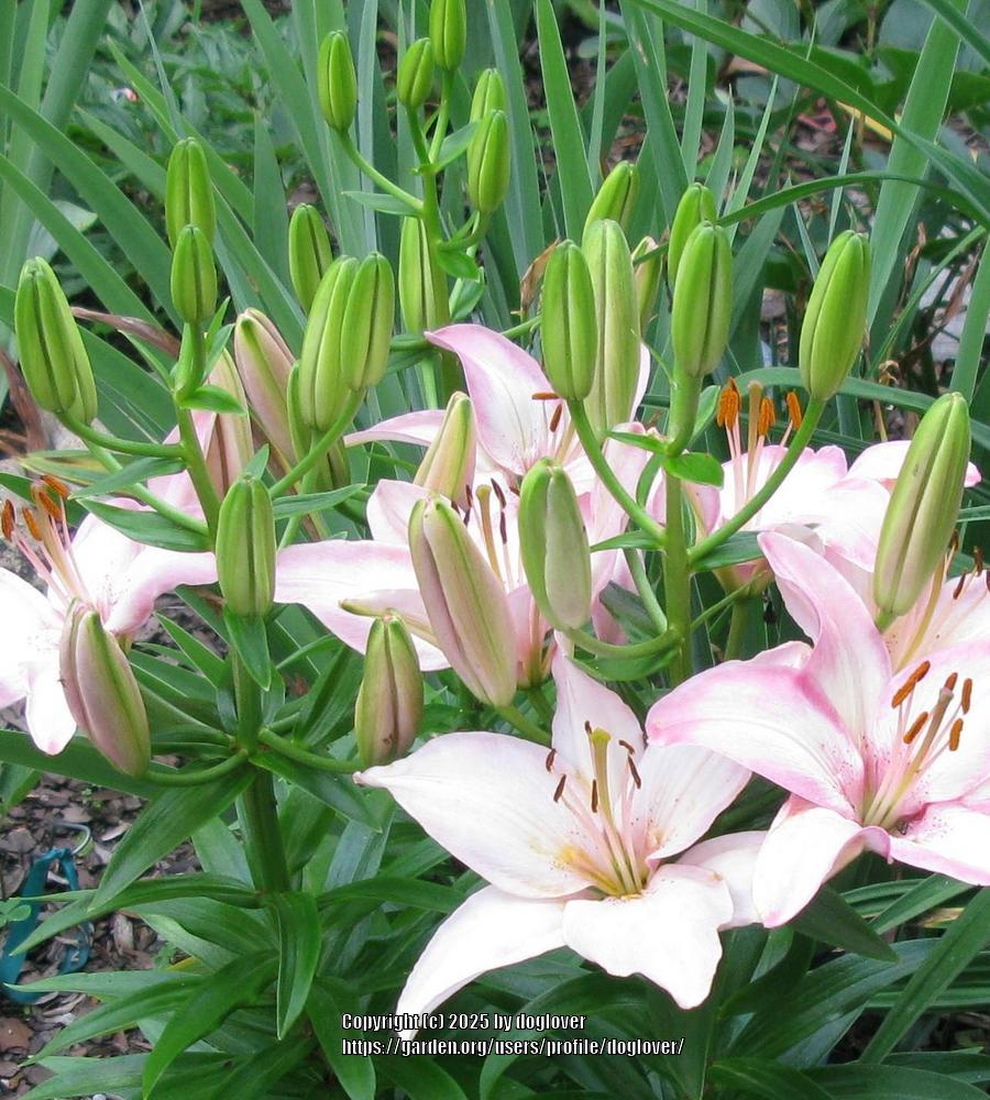 Photo of the bloom of Lily (Lilium 'Tiny Todd') posted by doglover ...