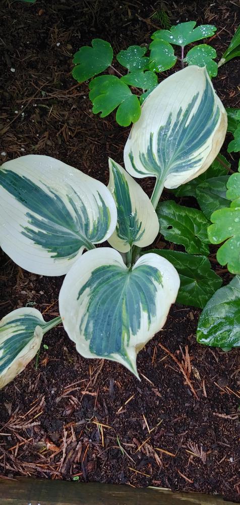 Hosta alphabet F in the Hostas forum - Garden.org