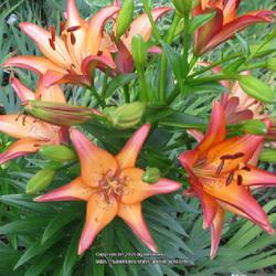 Lily (Lilium 'Royal Sunset') in the Lilies Database - Garden.org