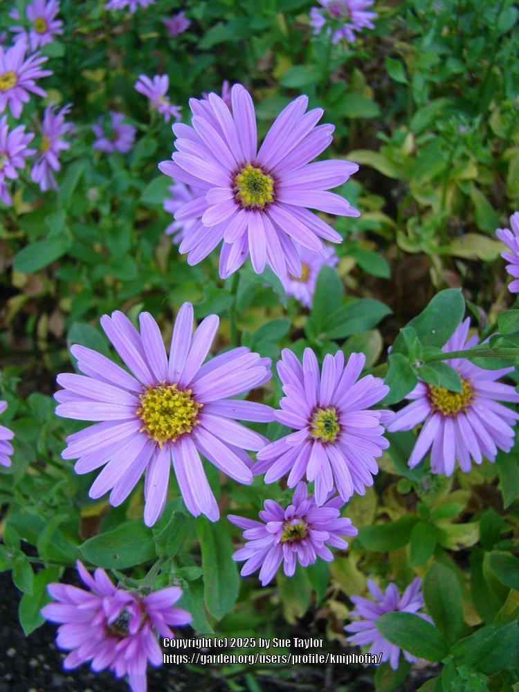 Photo of the bloom of Italian Aster (Aster amellus 'Rosa Erfullung ...