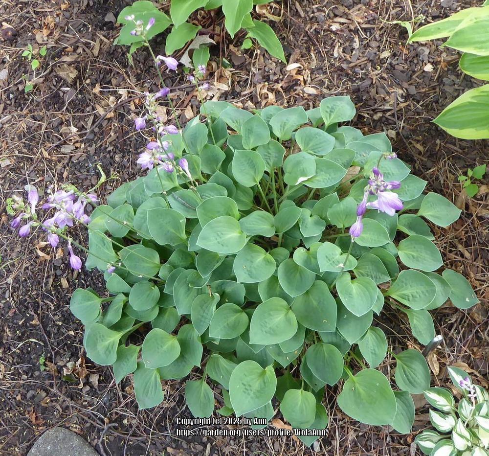 Photo of the bloom of Hosta 'Baby Bunting' posted by ViolaAnn - Garden.org