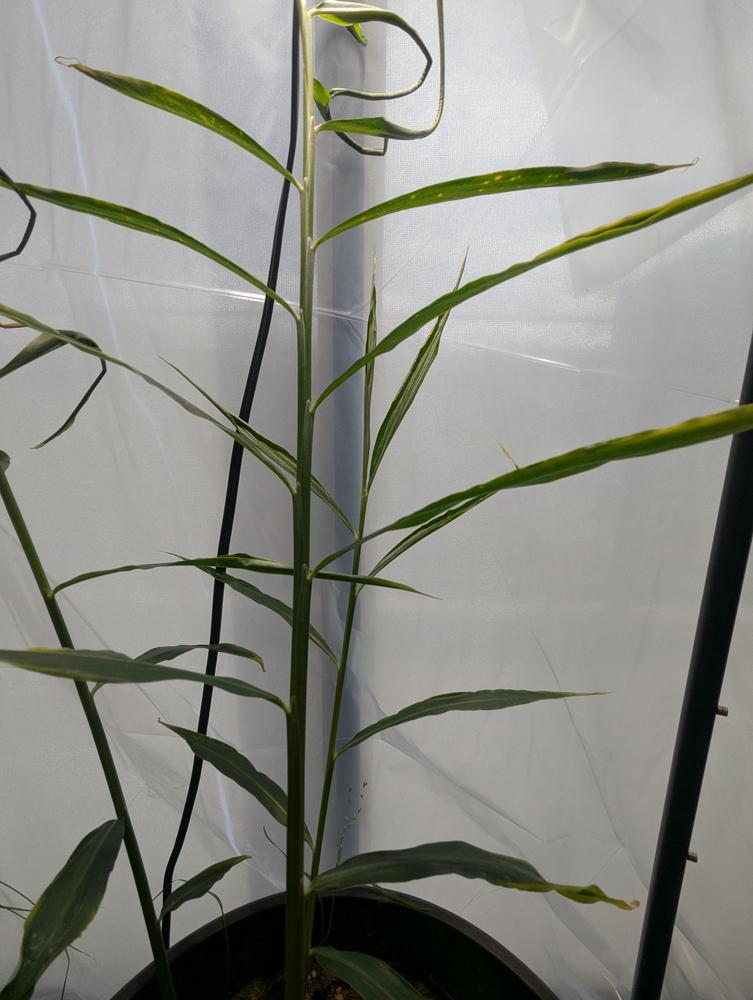 Help with ginger in the Houseplants forum - Garden.org