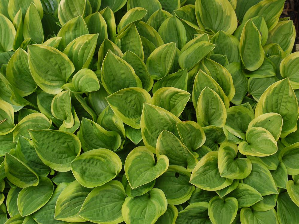 Hosta alphabet G in the Hostas forum - Garden.org