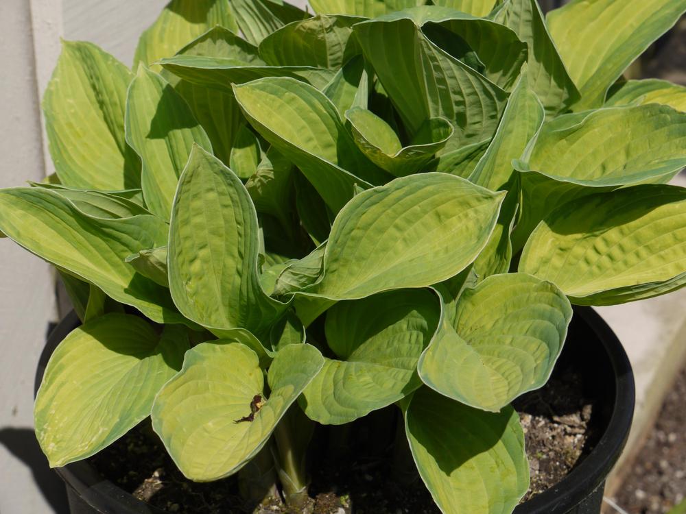 Hosta alphabet G in the Hostas forum - Garden.org