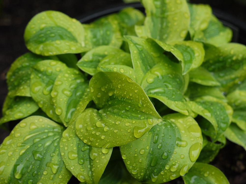Hosta alphabet G in the Hostas forum - Garden.org
