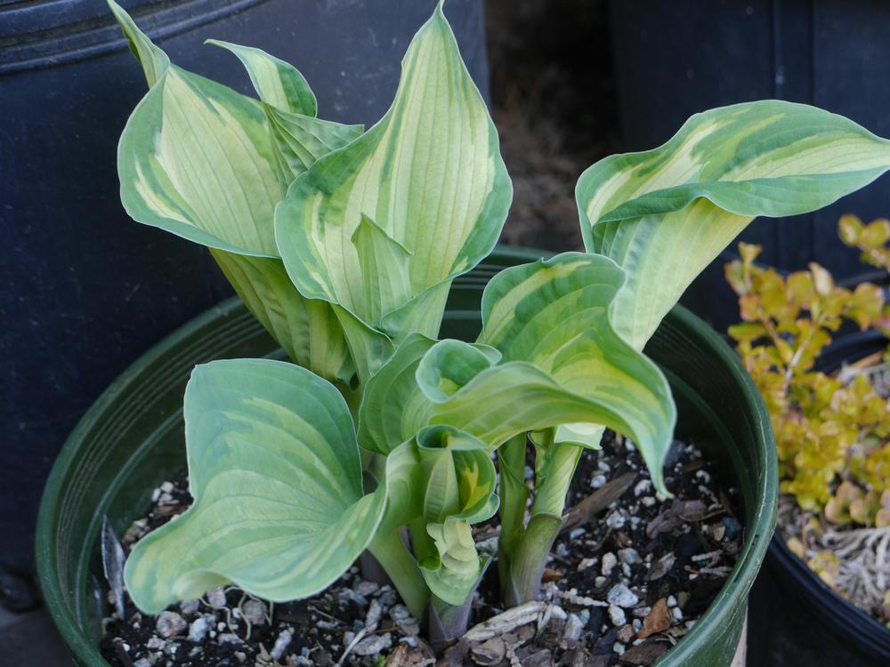 Hosta alphabet G in the Hostas forum - Garden.org