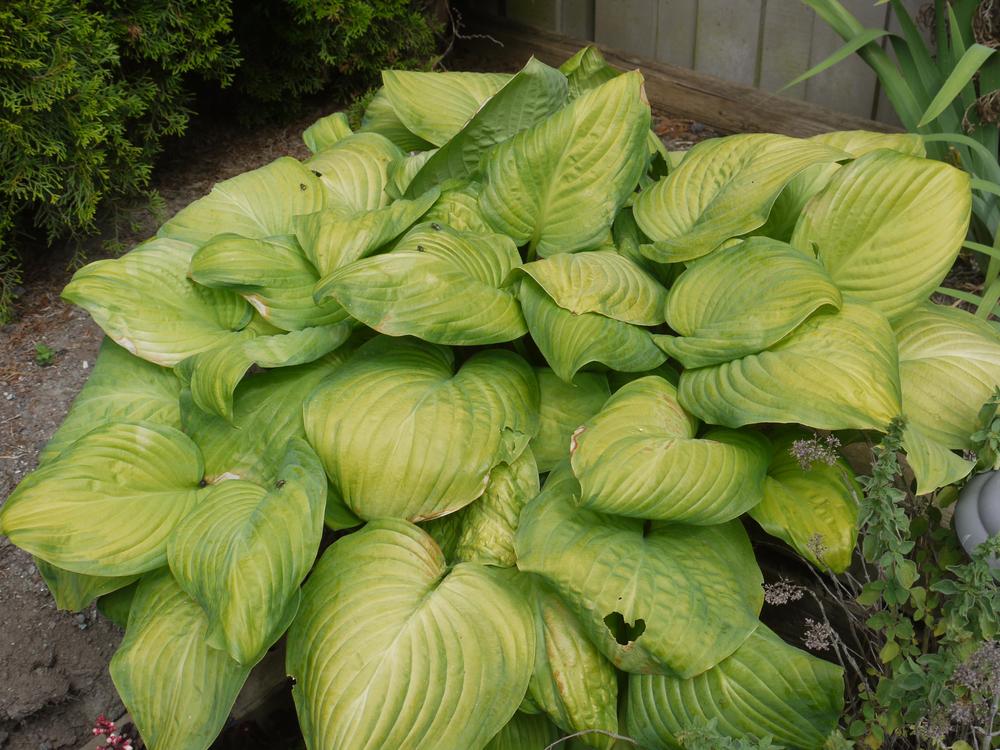 Hosta alphabet G in the Hostas forum - Garden.org