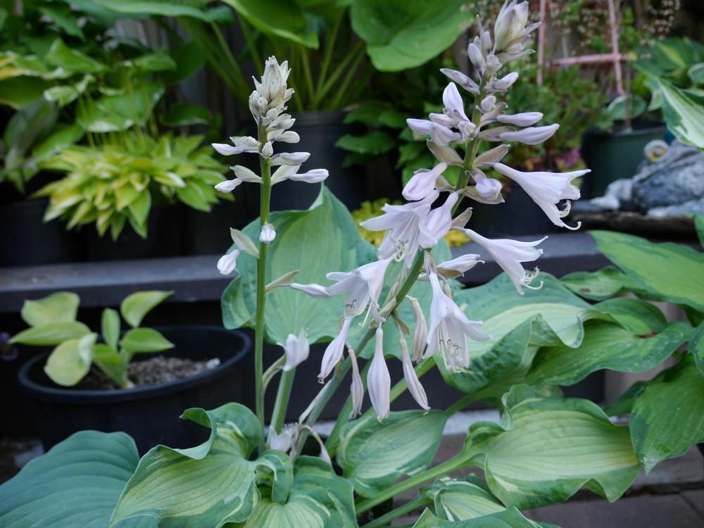 Hosta alphabet G in the Hostas forum - Garden.org