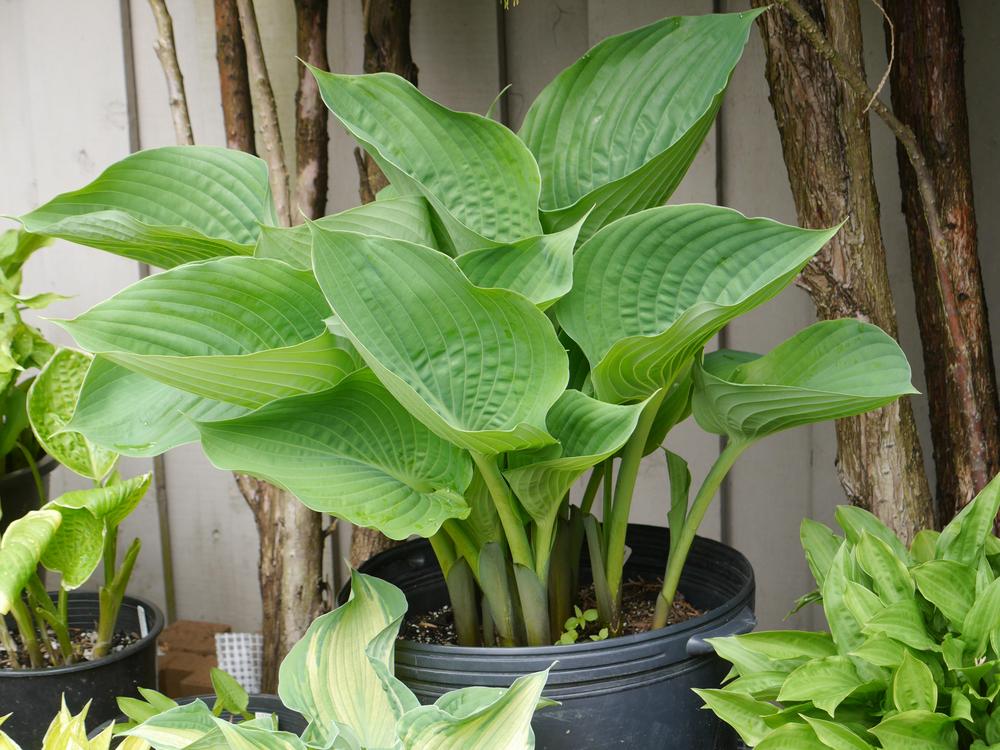 Hosta alphabet G in the Hostas forum - Garden.org