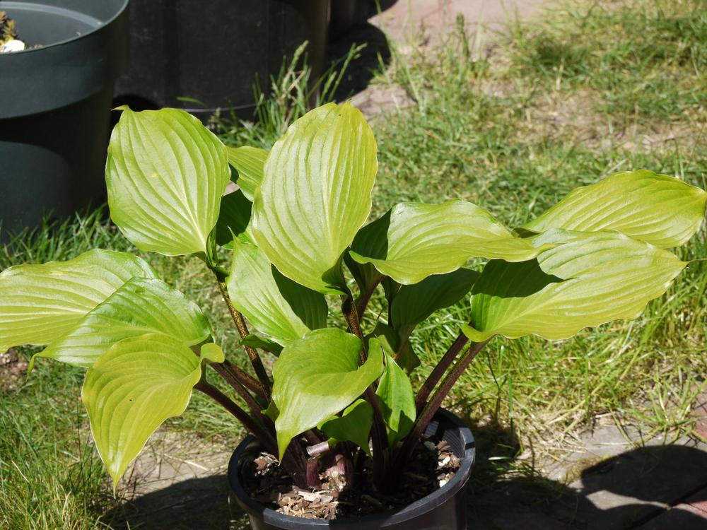 Hosta alphabet G in the Hostas forum - Garden.org