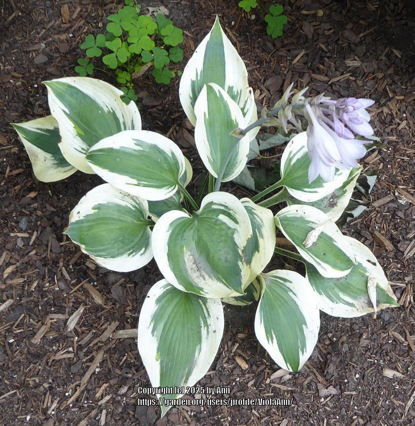 Photo of the entire plant of Hosta 'Firn Line' posted by ViolaAnn ...