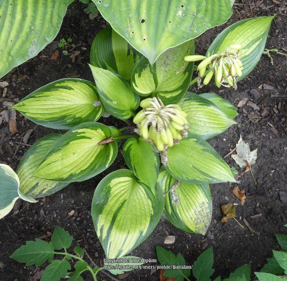Photo of the seed pods or heads of Hosta 'Justine' posted by ViolaAnn ...