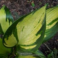 Photo of the leaves of Hosta 'Justine' posted by ViolaAnn - Garden.org