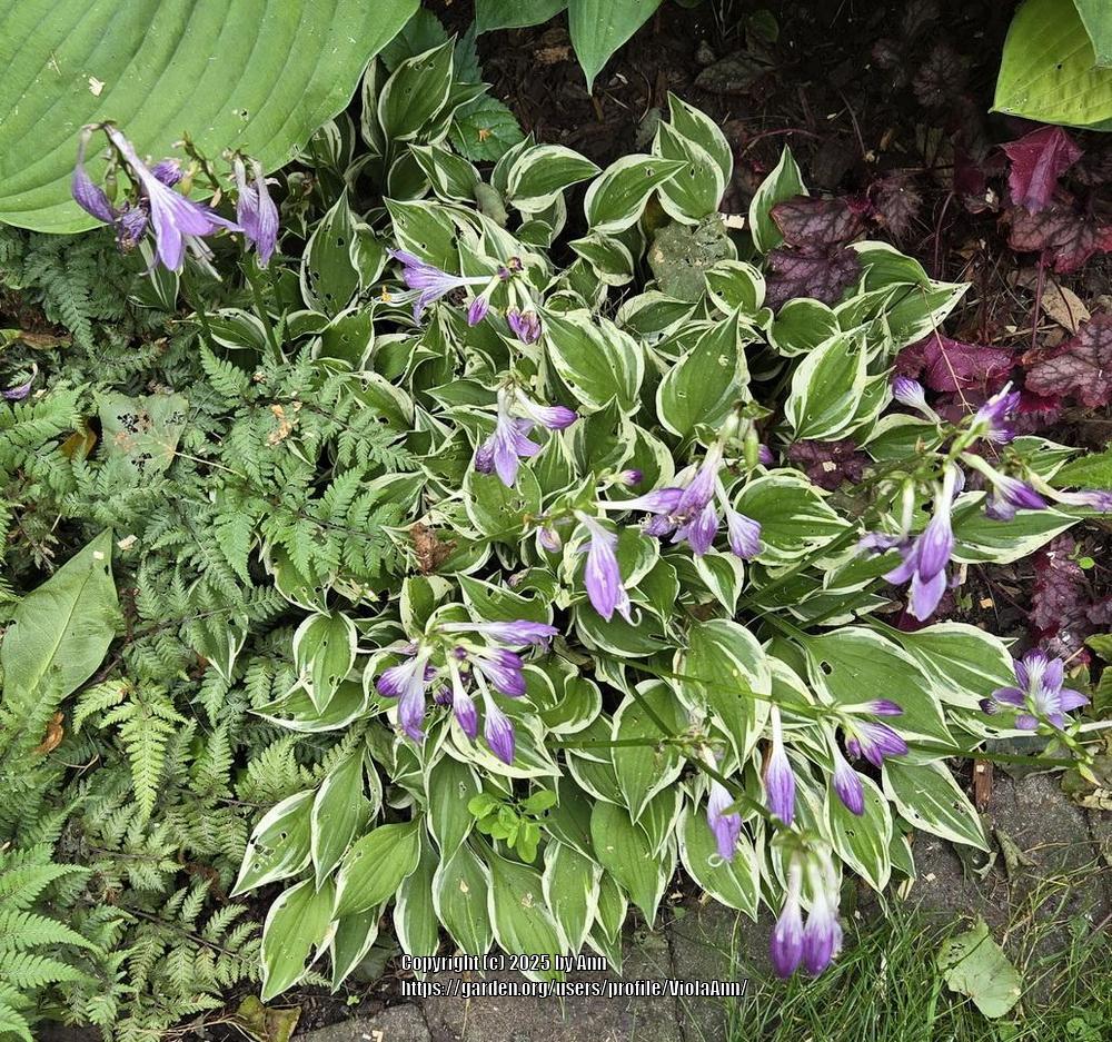 Photo of the entire plant of Hosta 'Lakeside Zinger' posted by ViolaAnn ...