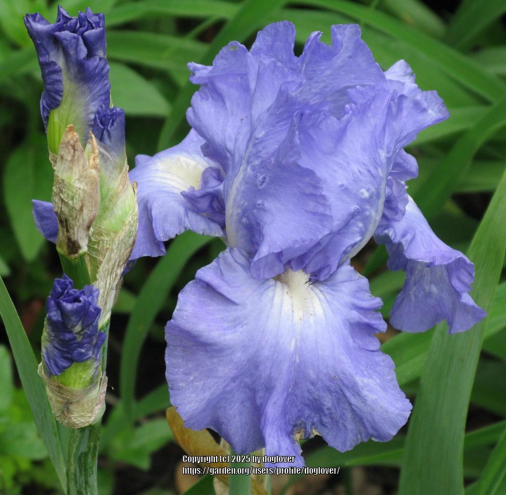 Photo of the bloom of Tall Bearded Iris (Iris 'Victoria Falls') posted ...