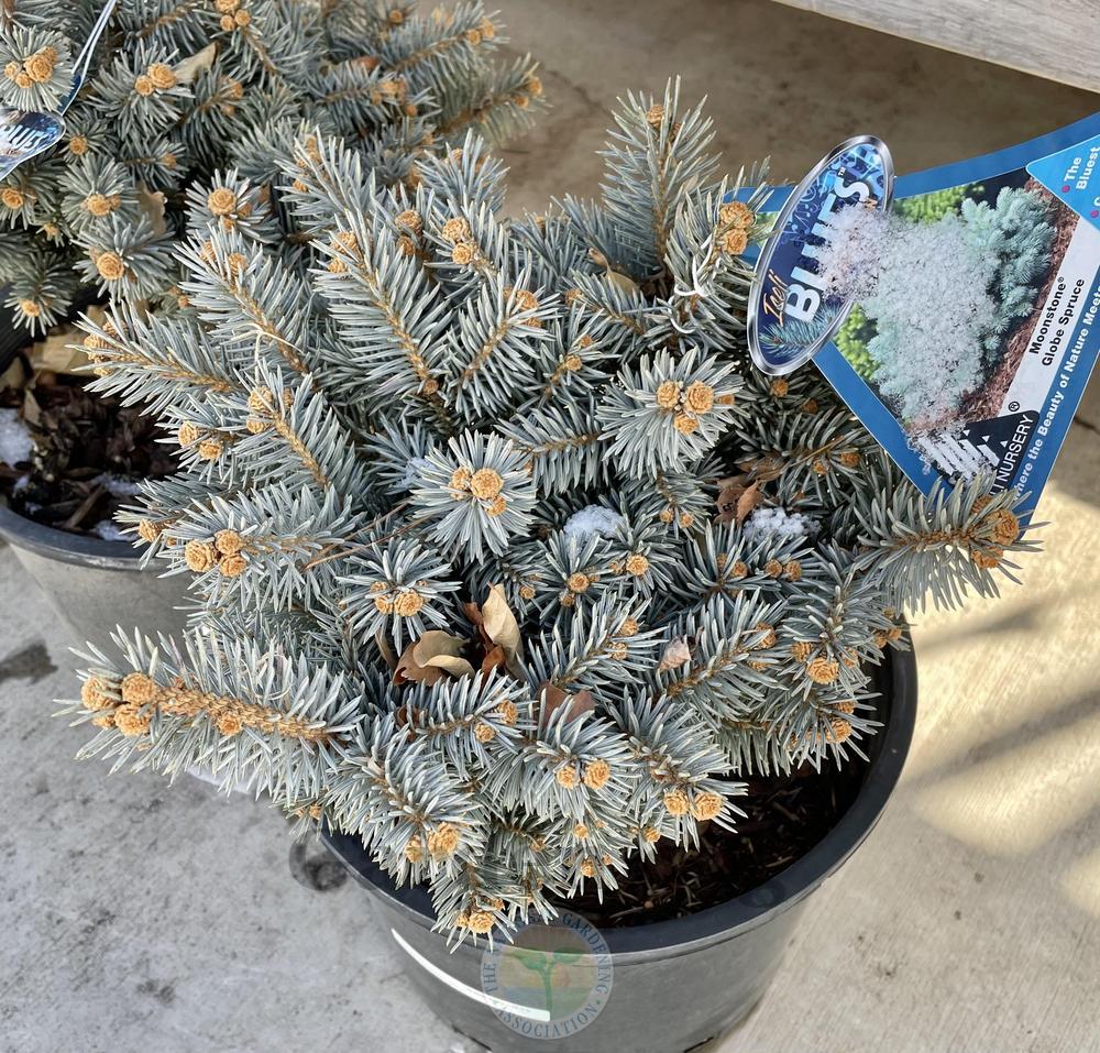 Photo of the entire plant of Blue Spruce (Picea pungens Moonstone ...