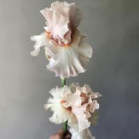 Photo of the bloom of Tall Bearded Iris (Iris 'Peacekeeper') posted by FloraRoxy - Garden.org
