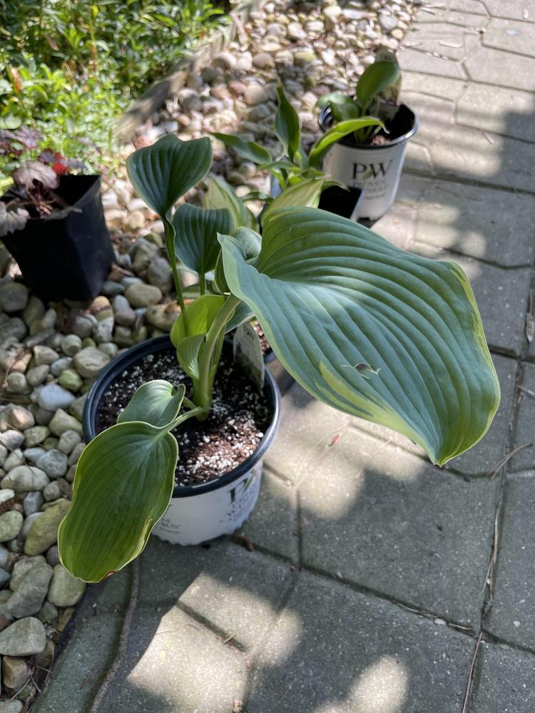 Hosta alphabet G in the Hostas forum - Garden.org