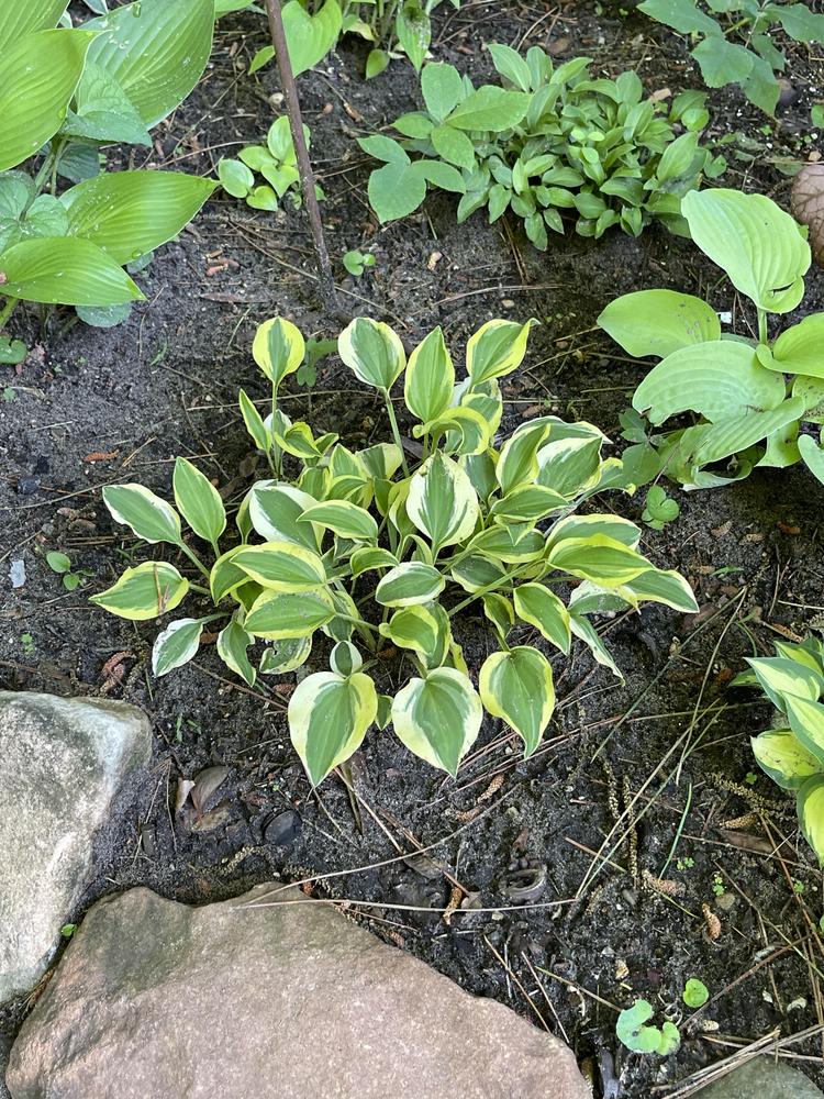 Hosta alphabet G in the Hostas forum - Garden.org