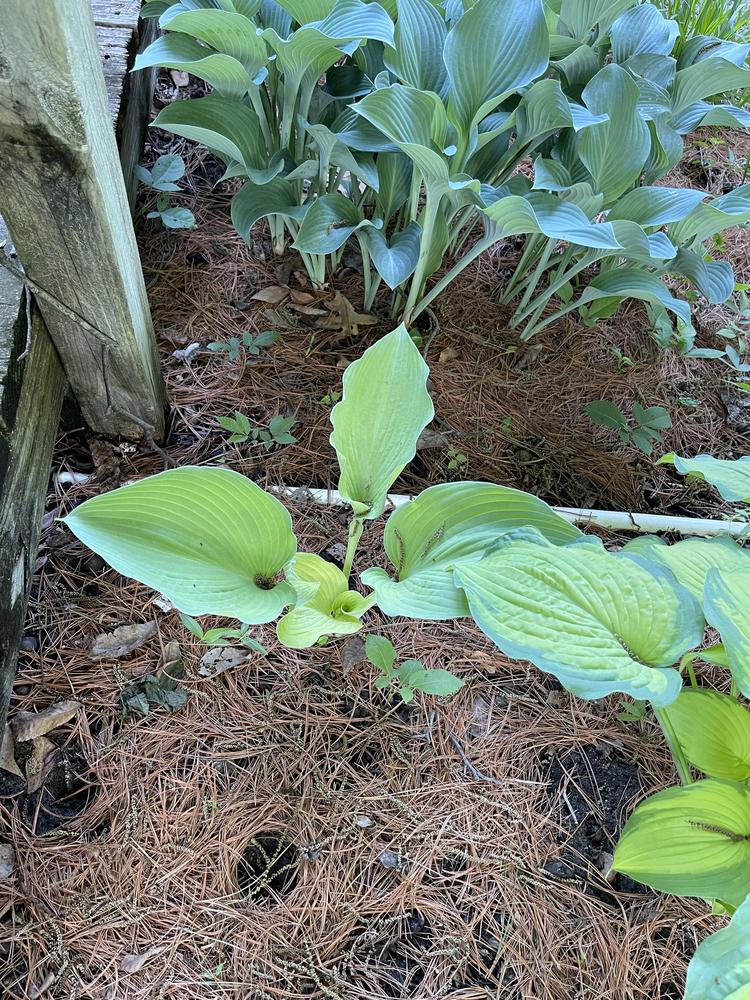Hosta alphabet G in the Hostas forum - Garden.org