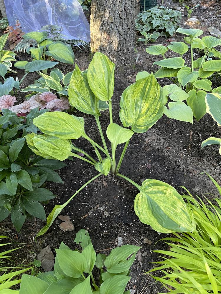 Hosta alphabet G in the Hostas forum - Garden.org